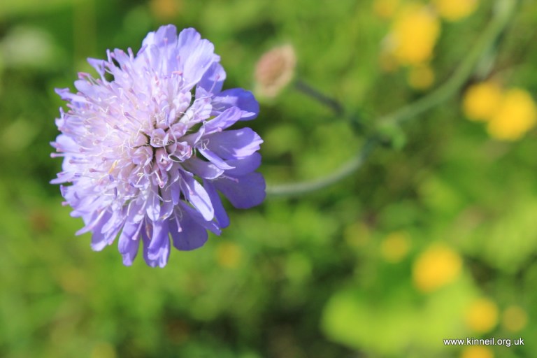 Kinneil foreshore now local nature reserve – Kinneil
