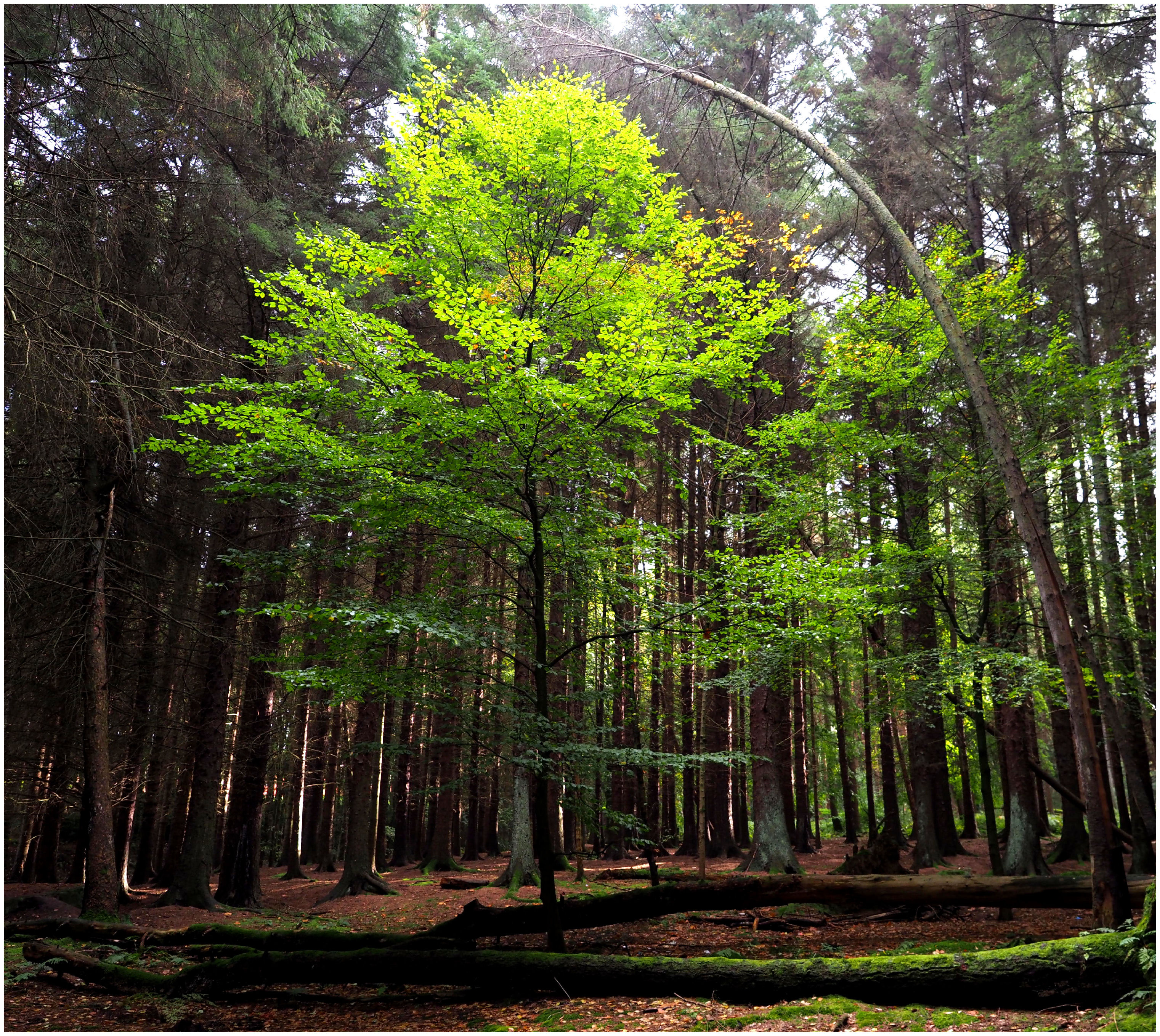 Give your views on revamped forestry plans for Kinneil Woods – Kinneil
